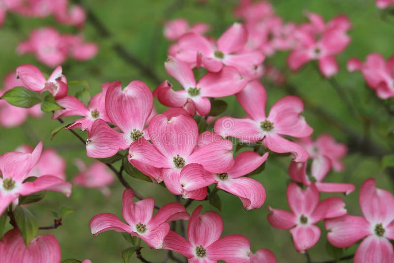 Cornus florida rubra tree. stock image. Image of blossom - 278269091