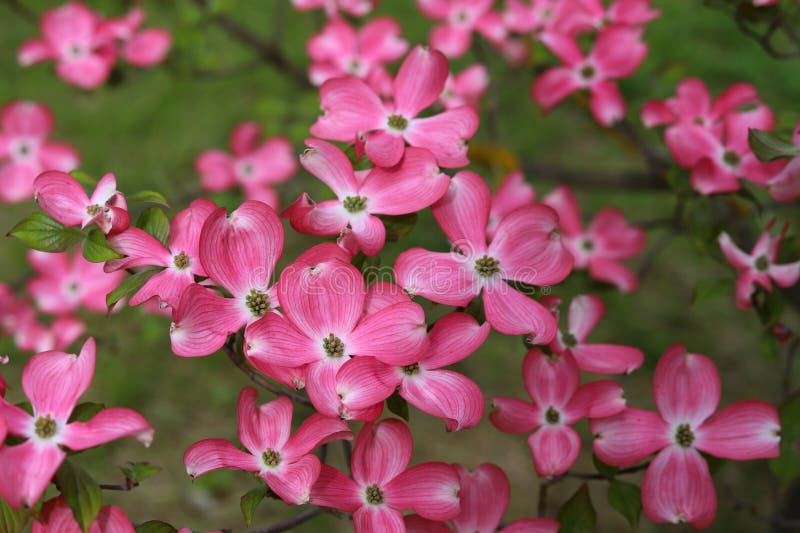 Cornus Florida Rubra Tree with Pink Flowers. Stock Photo - Image of ...