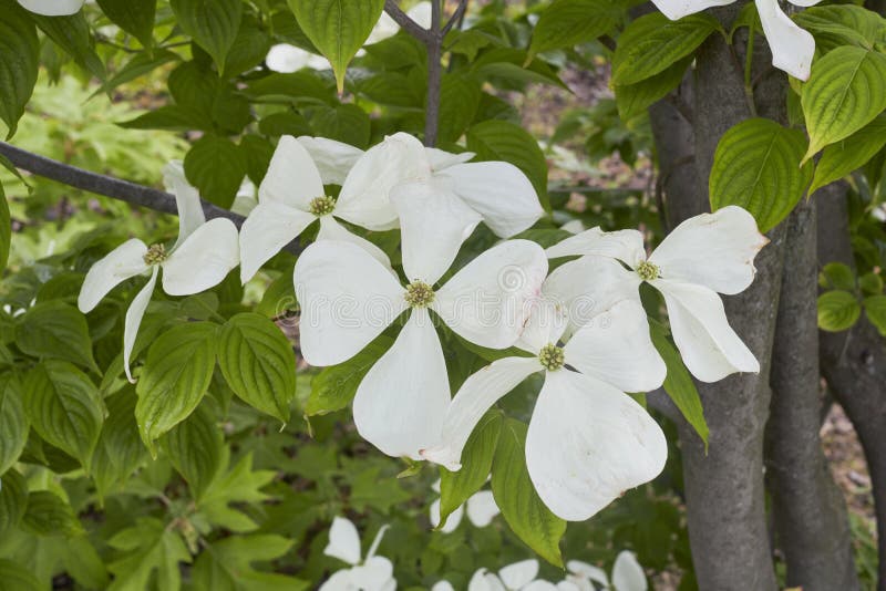 Cornus Florida Shrub in Bloom Stock Photo - Image of green, gardening ...