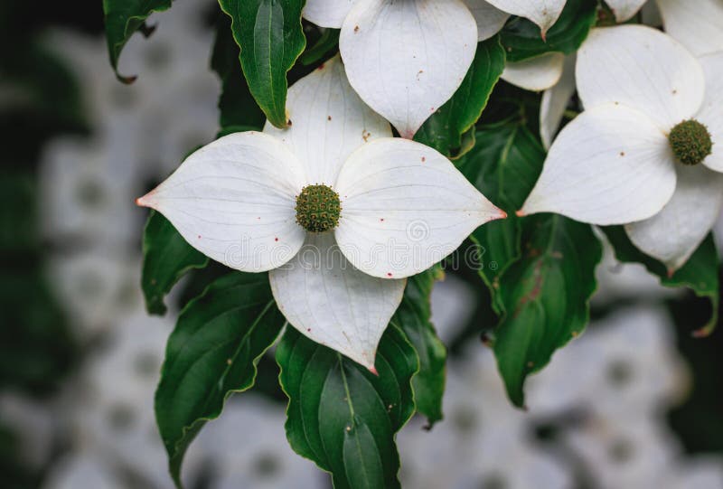 Cornus kousa tree stock image. Image of flower, closeup - 254842519