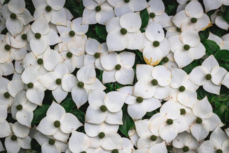 Cornus kousa tree stock photo. Image of japanese, cynoxylon - 254842500