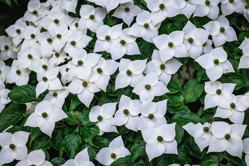 Cornus kousa tree stock image. Image of botanical, dogwood - 254842537