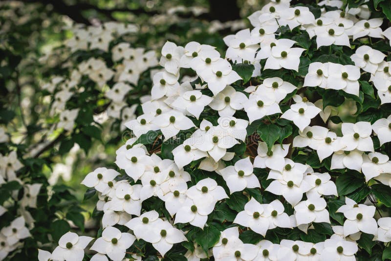 Cornus kousa tree stock image. Image of botanical, dogwood - 254842537
