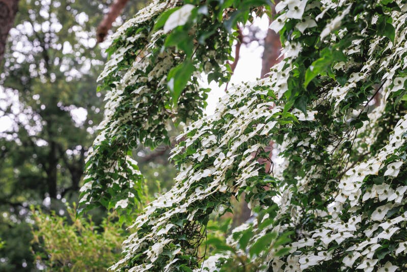 Cornus kousa tree stock image. Image of botanical, dogwood - 254842537