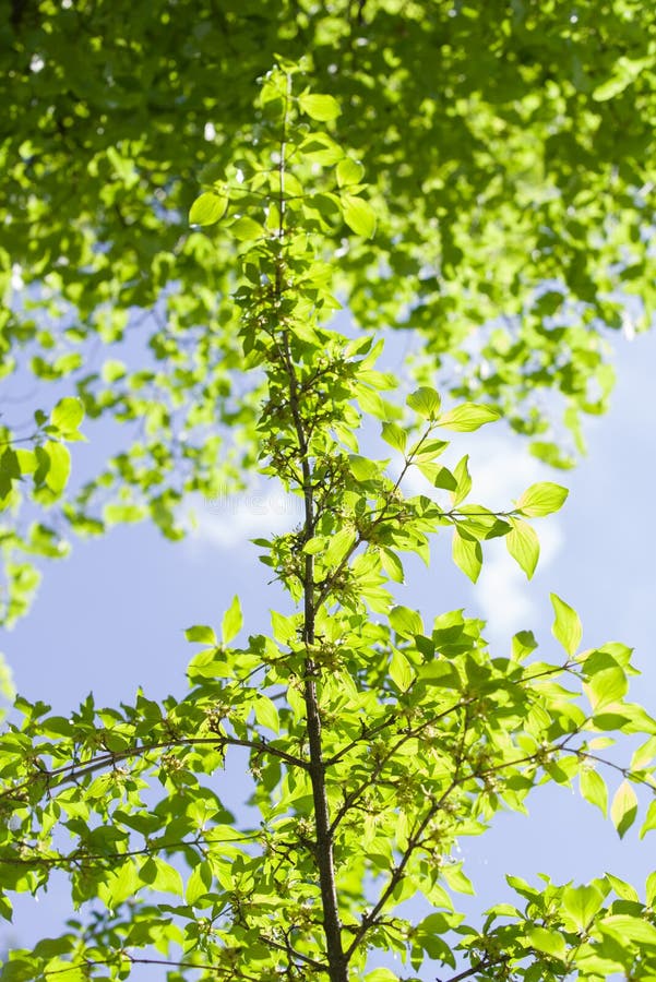 Cornus mas stock image. Image of blosson, cornus, cherries - 94672869
