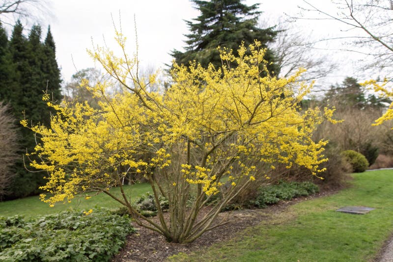 Cornus Mas in Bloom stock illustration. Illustration of blossoms ...