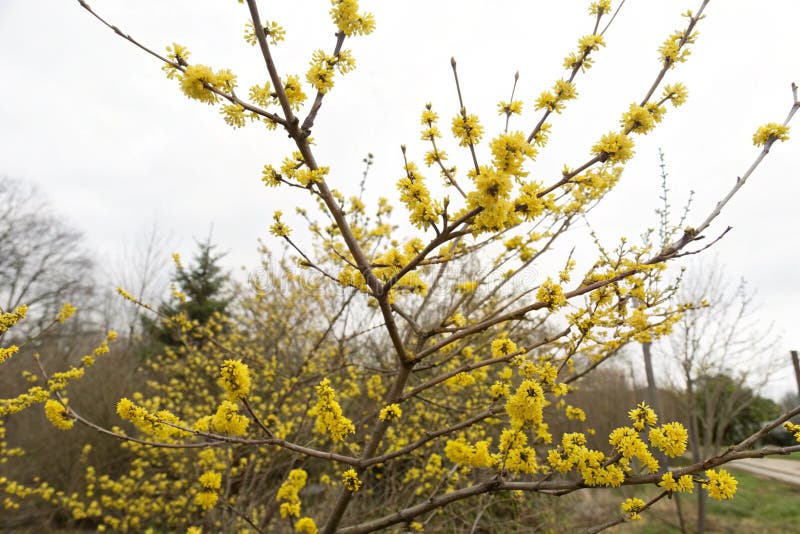 Cornus Mas in Bloom stock illustration. Illustration of gardens - 357584759