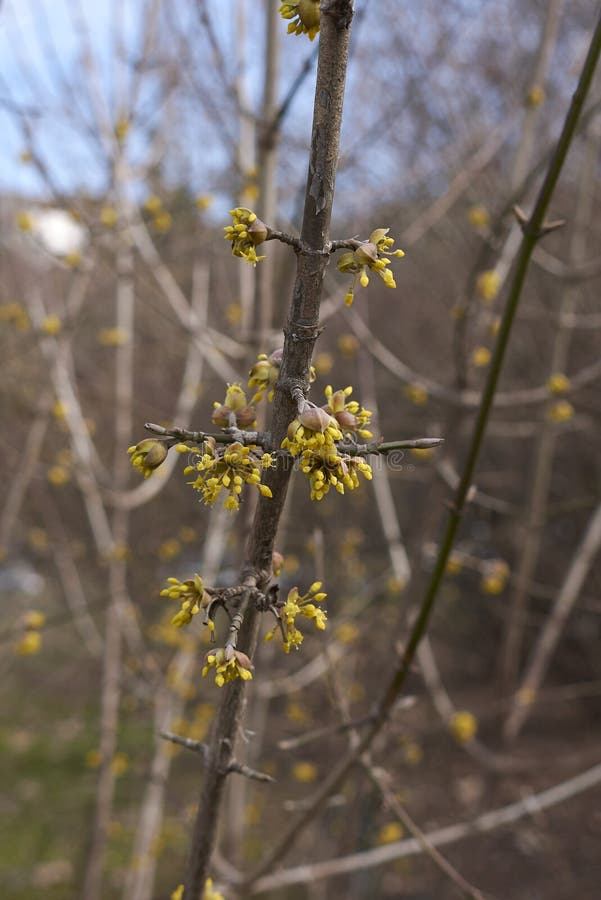 Yellow Flowers of Cornus Mas Shrub Stock Photo - Image of bloom, plant ...