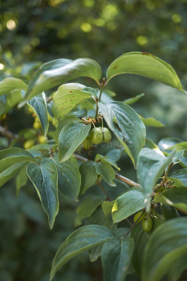 Green Foliage of Cornus Mas Shrub Stock Image - Image of pattern ...