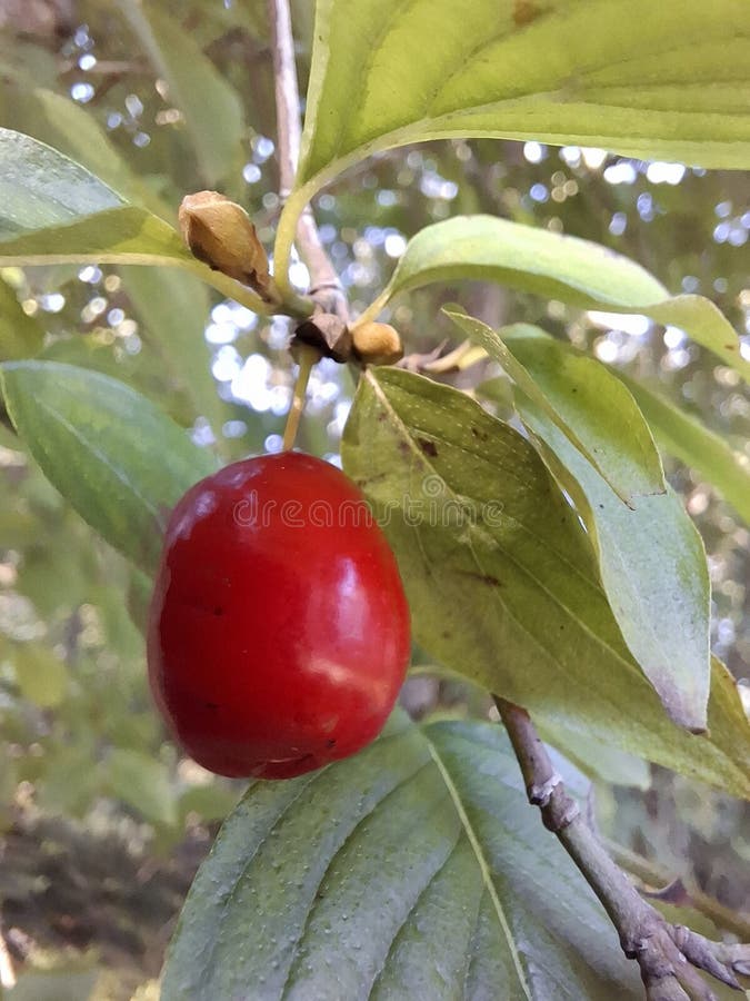 Cornus Mas or Cornel or Cornelian Cherry or European Cornel or ...