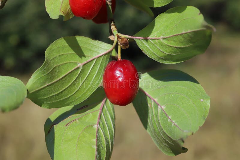 Cornus mas, Cornaceae. stock photo. Image of flora, nature - 351008874