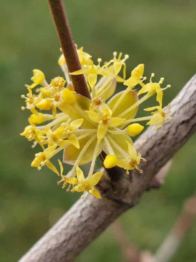 Cornus Mas stock image. Image of nature, cornus, cornelian - 245456465