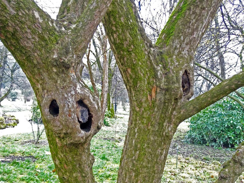 Cornus Mas L., Early Springtime Outdoors, Zagreb Stock Image - Image of ...