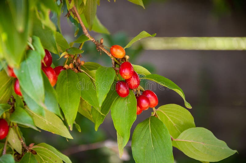 Cornus Mas. Red Fruit of the Cornelian Cherry, Berry Cornel or ...