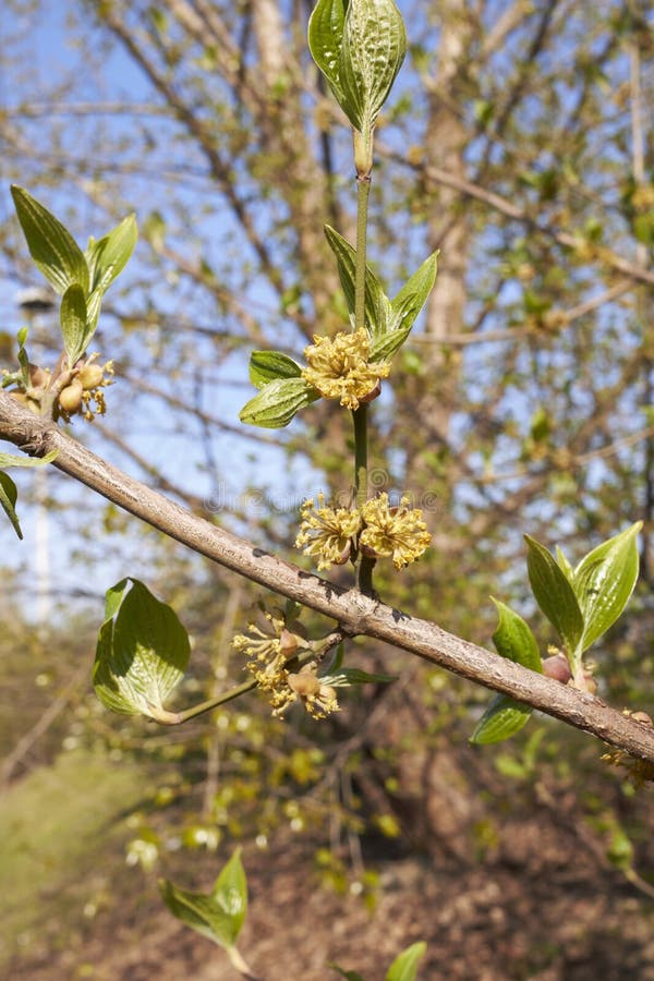 Cornus mas shrub in bloom stock image. Image of spring - 221397567