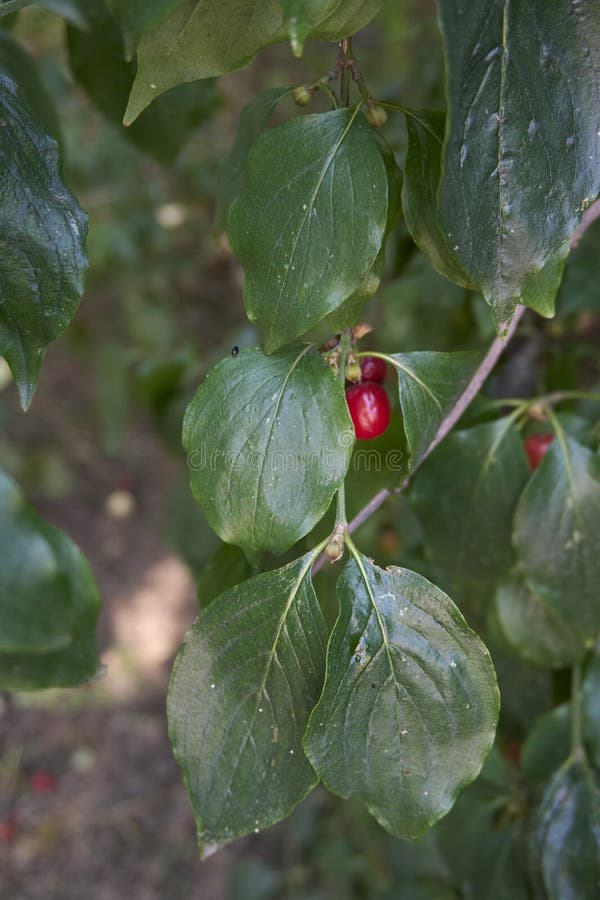 Cornus Mas Shrubs with Fruits Stock Photo - Image of fruit, woody ...