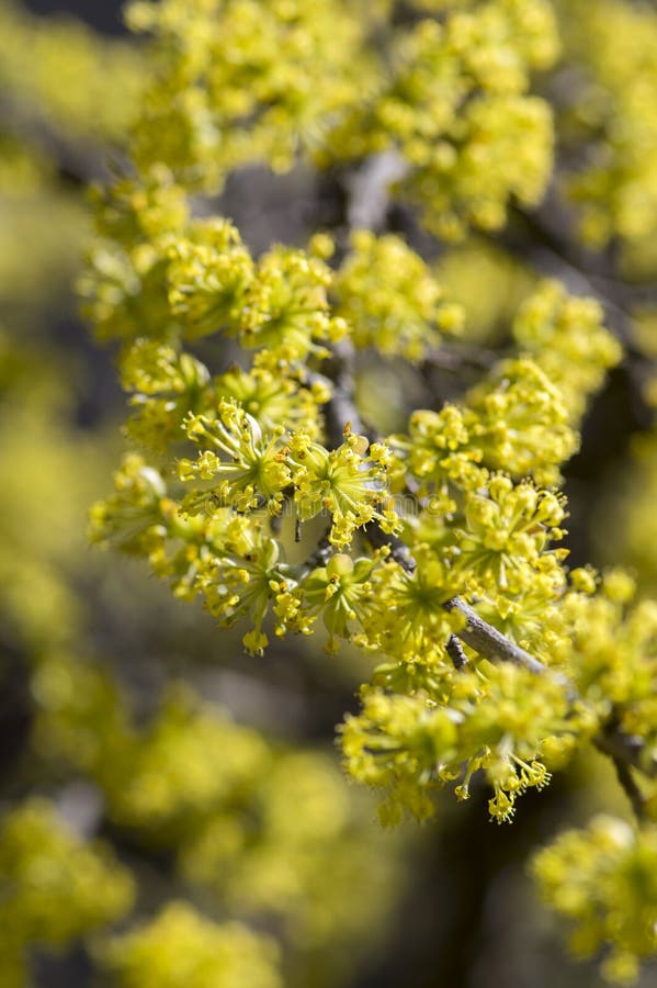 Cornus Mas Tree Branches during Early Springtime, Cornelian Cherry ...