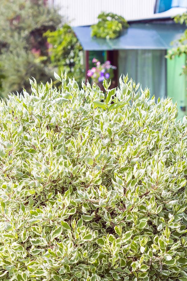 Arbustos Ornamentales Blancos De Derain (Cornus Alba) Foto de archivo ...