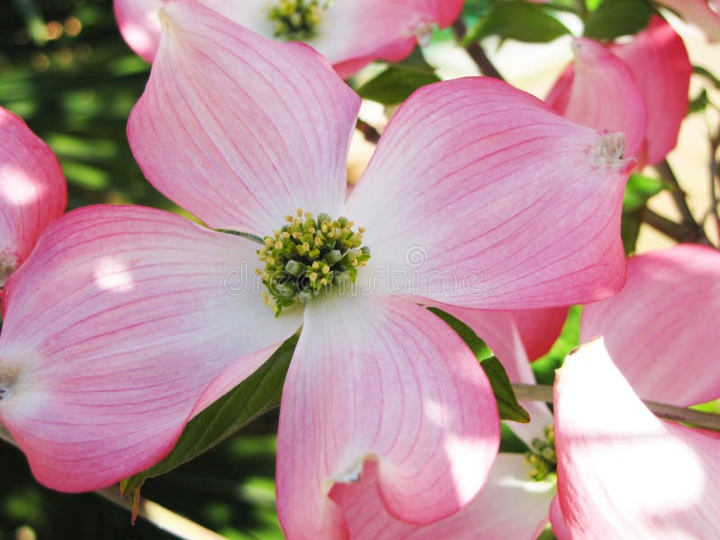 Cornus Plant during Spring Time Stock Photo - Image of pretty, dogwood ...