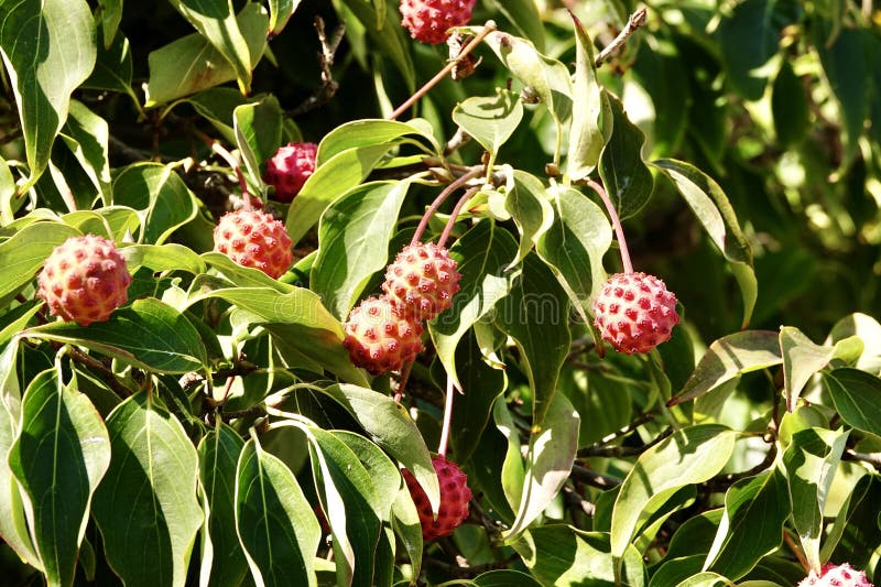 Cornus fruit Dogwood tree stock image. Image of fruit - 336693571