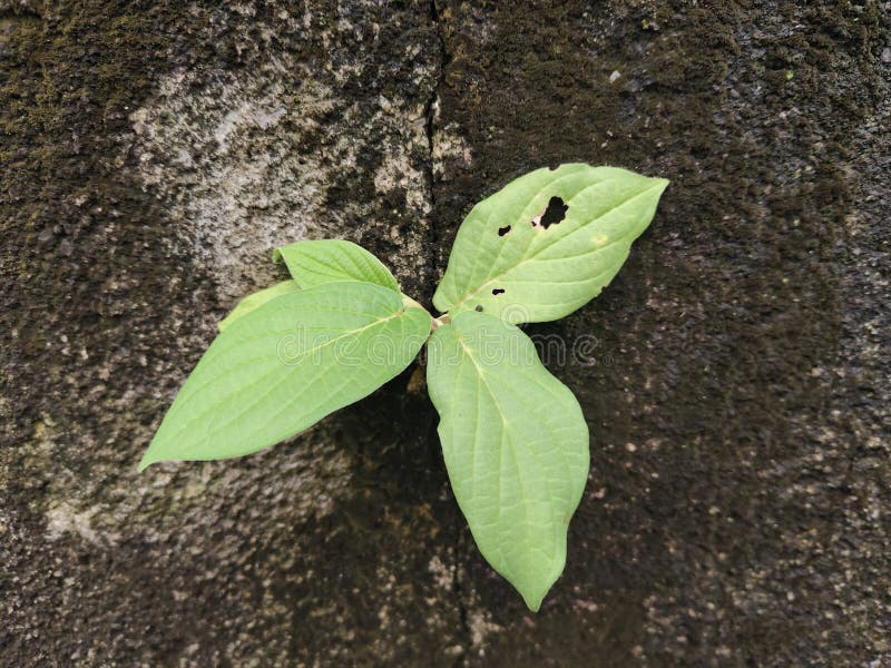 Cornus Rugosa, Commonly Called Round-leaf Dogwood or Round-leaf Dogwood ...