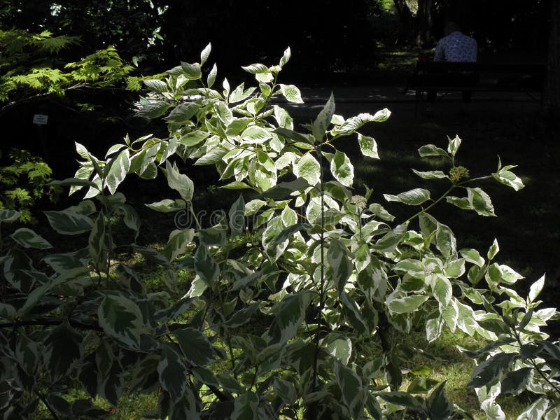 Cornus Stoconifera `Silver and Gold` Tree Stock Image - Image of zagreb ...