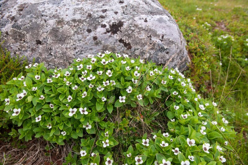 Big stone in flowers stock image. Image of russia, stipules - 134261005