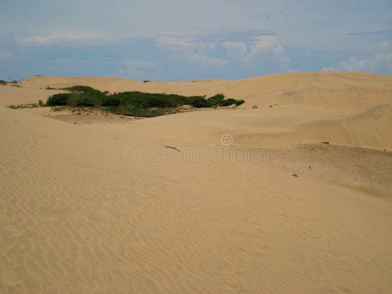 Coro, falcon stock image. Image of coro, desert, canopy - 103555671