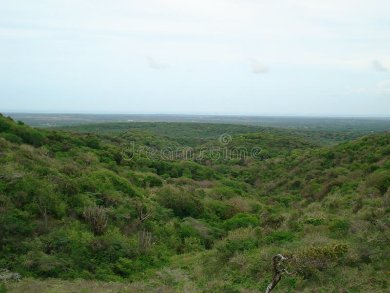 Coro, falcon stock image. Image of coro, desert, canopy - 103555671