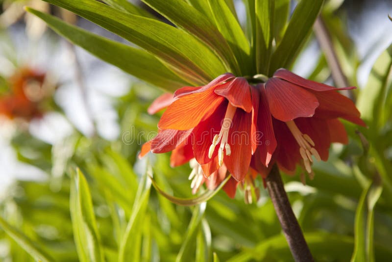Coroa Imperial Na Flor Completa Imagem de Stock - Imagem de bulbos ...