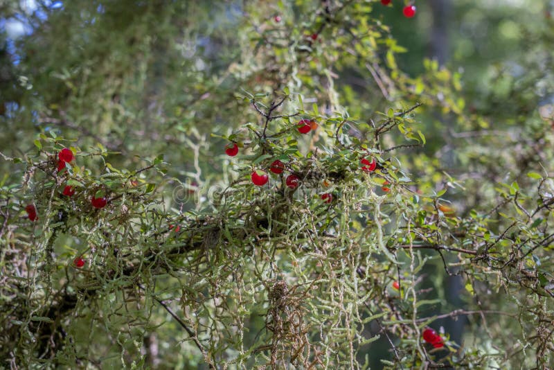 Corokia Tree with Characteristic Red Berries and Hanging Moss Stock ...
