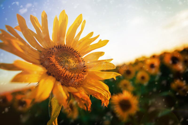 494 Corolla Sunflower Photos - Free & Royalty-Free Stock Photos from ...