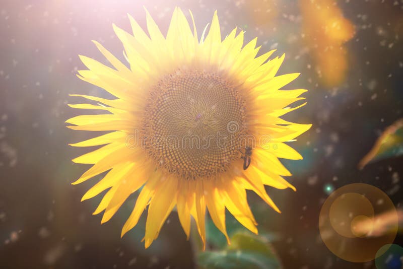 494 Corolla Sunflower Photos - Free & Royalty-Free Stock Photos from ...