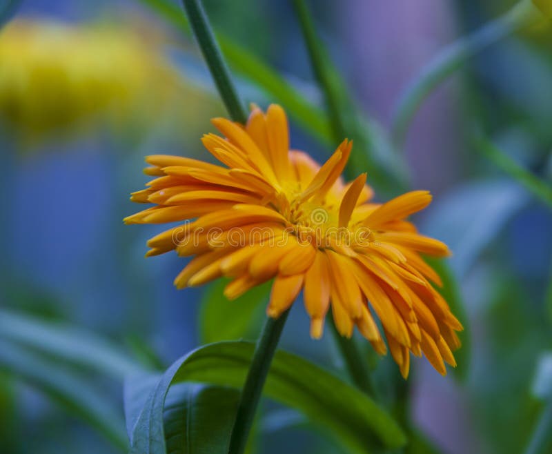 Corolla of the Flower and the Leaves of Calendula in Diffused Light ...