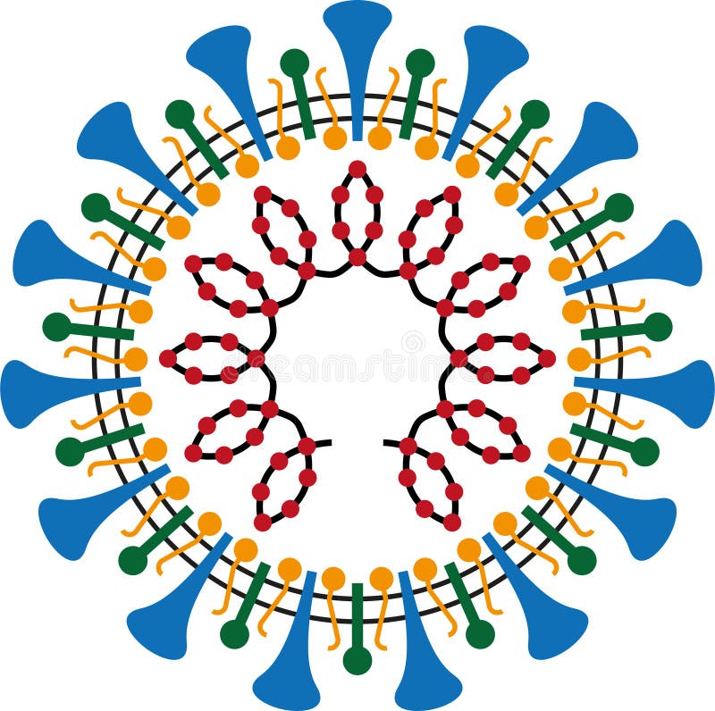 Coronavirus Covid-19 Corona Virus Scheme Cross Section Vector Stock ...
