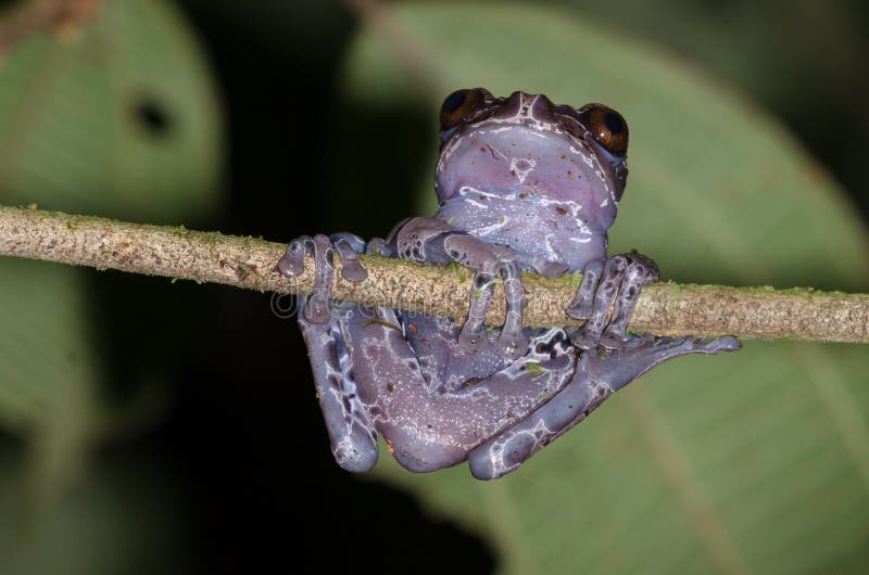 Coronated tree frog stock image. Image of frog, wildlife - 116749173