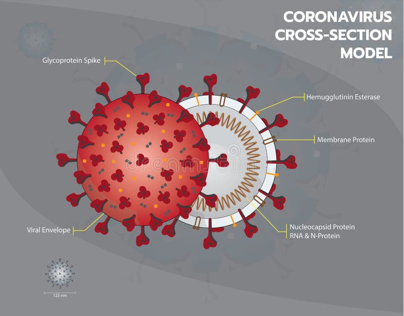 Coronavirus or Covid19 or Sar COV 2 Cross Section Model. Coronavirus ...