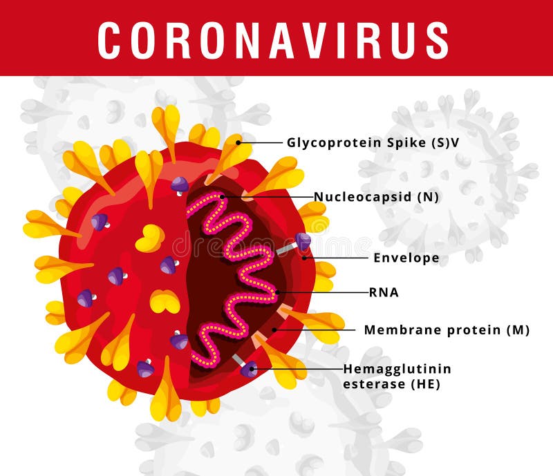 Coronavirus Structure. Vector Stock Illustration - Illustration of ...