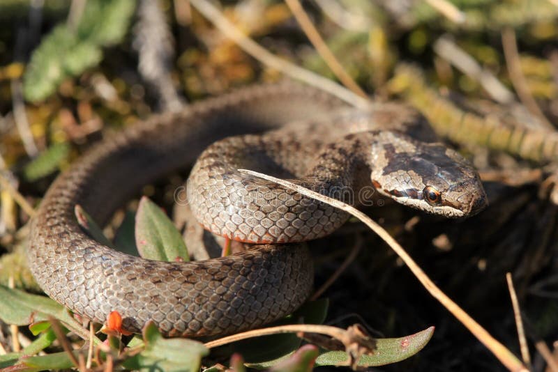Coronella austriaca stock photo. Image of reptile, sunny - 32534310