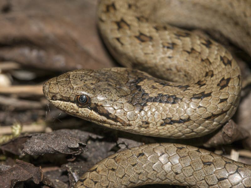 Coronella Austriaca - Smooth Snake Stock Image - Image of species ...
