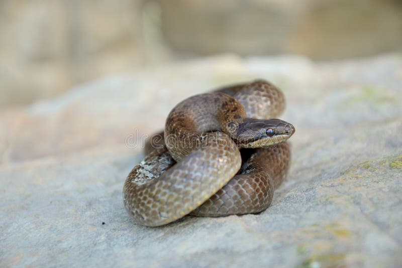 Coronella austriaca stock photo. Image of macro, herpetology - 97801980