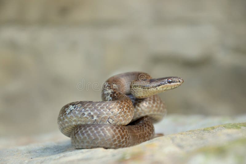 Coronella austriaca stock photo. Image of vertebrate - 97802480