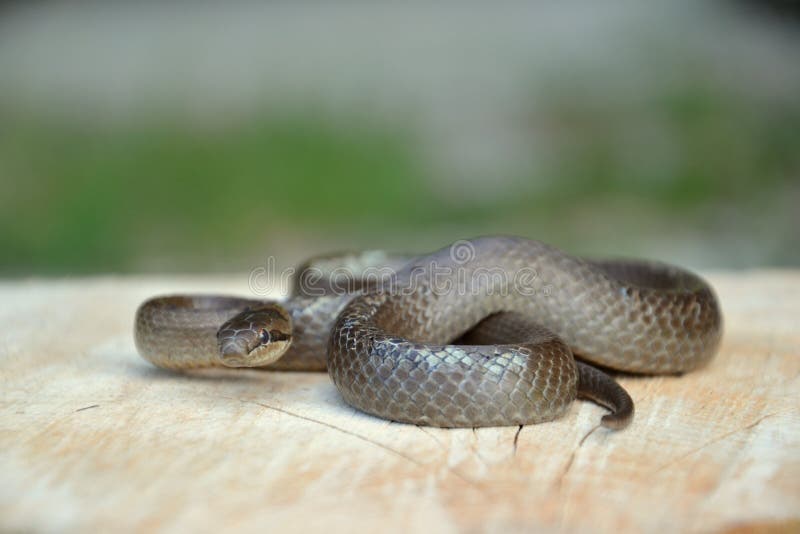 Coronella austriaca stock photo. Image of colubridae - 97802572