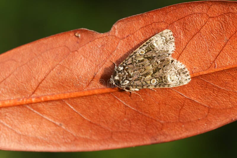 Perched Moth on the Stone Wall Stock Image - Image of insect, wall ...