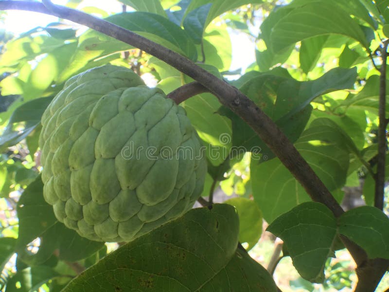 Corossol sur l'arbre image stock. Image du branchement - 55334033