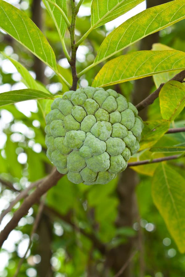 Corossol photo stock. Image du juteux, nutrition, vert - 19486174