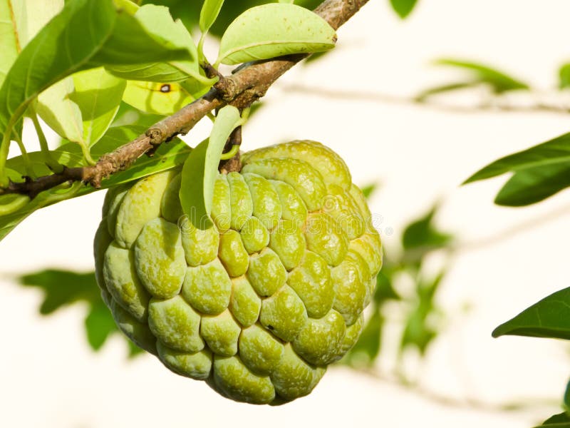 Petit arbre de corossol photo stock. Image du petit, corossol - 33746632
