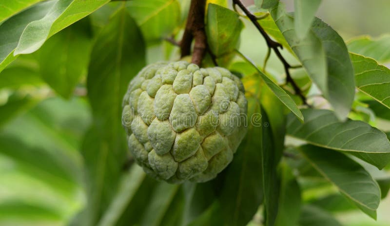 Corossol sur l'arbre photo stock. Image du produit, agriculture - 58880434