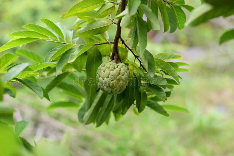 Corossol sur l'arbre photo stock. Image du produit, agriculture - 58880434