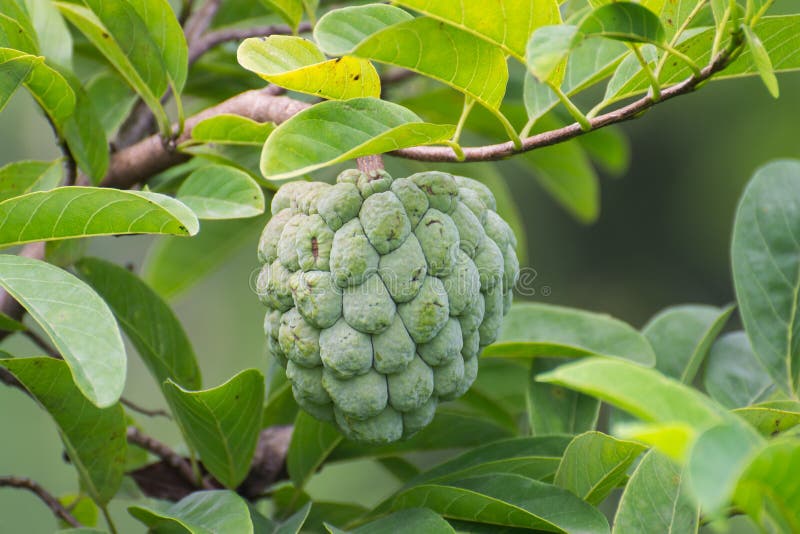 Corossol D'isolement Sur Le Fond Blanc Photo D'annona Cherimola Dans Le ...